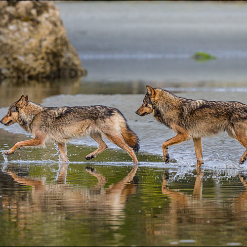 Casting Call Club : Beach Wolves