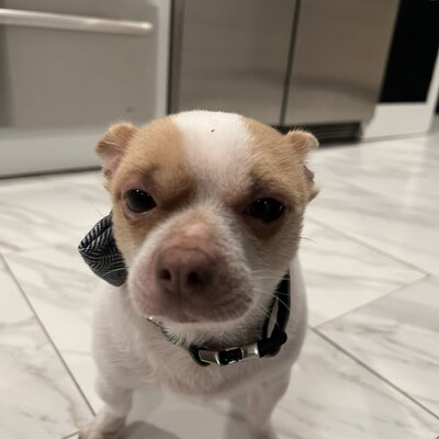 Toaster | Casting Call Club