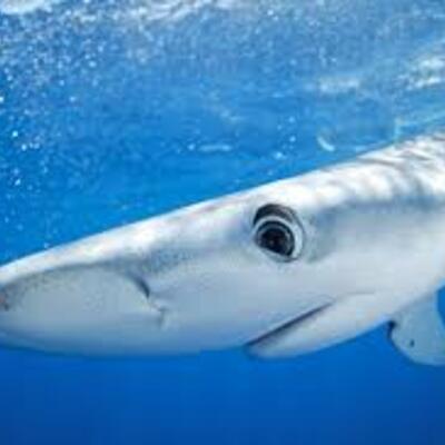 Chomp | Casting Call Club